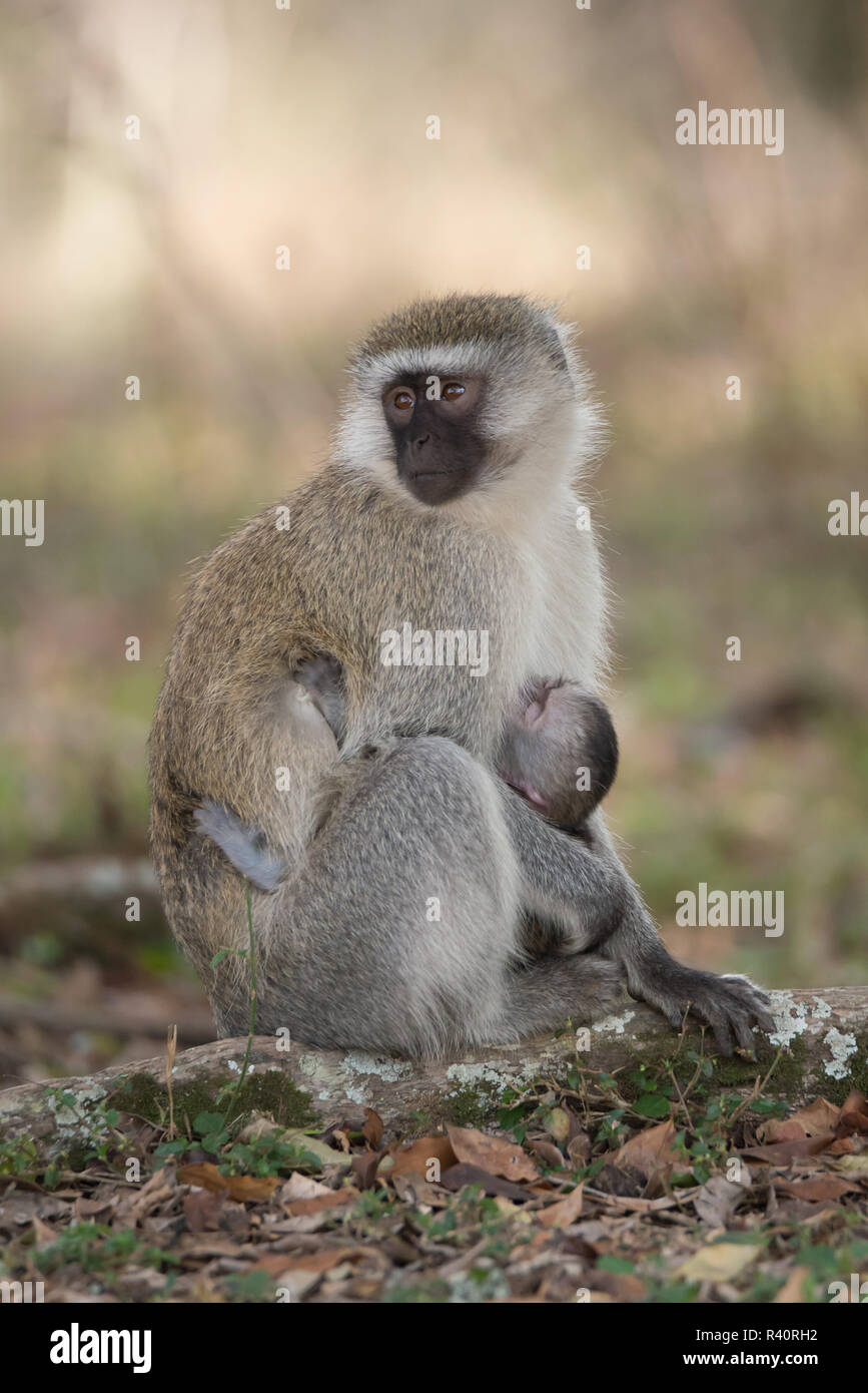 Female vervet nursing baby with turned head Stock Photo - Alamy