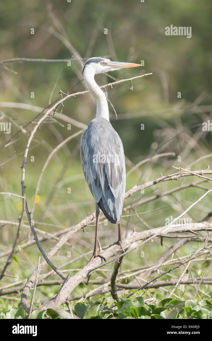 Grey heron from behind turns head right Stock Photo - Alamy