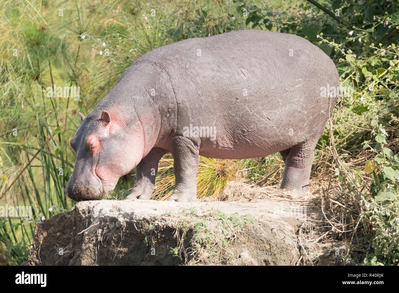 Hippopotamus with eyes closed stands on rock Stock Photo - Alamy
