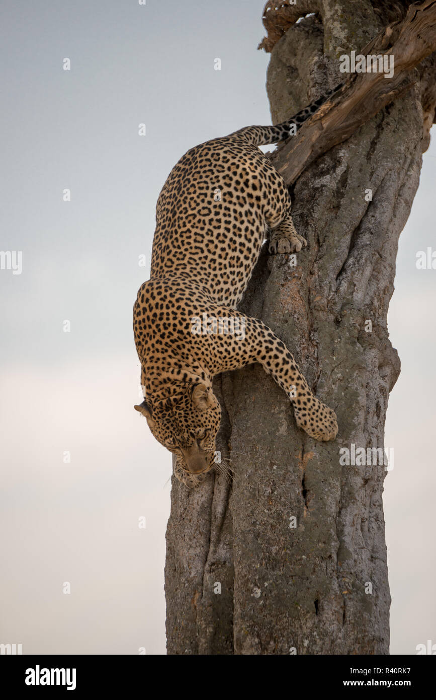 Leopard climbing down tree on African savannah Stock Photo - Alamy
