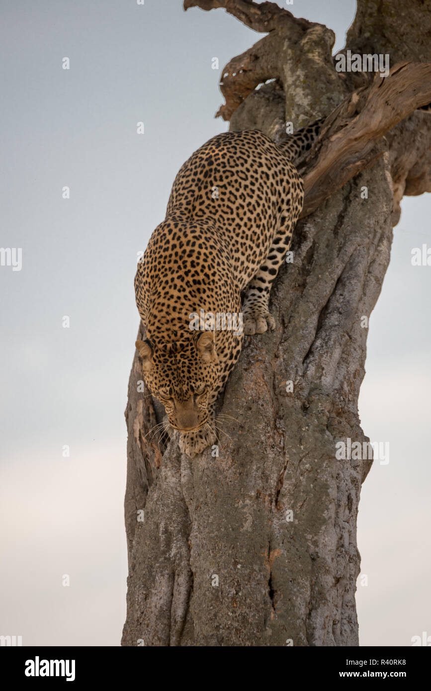 Leopard ready to jump down from tree Stock Photo - Alamy