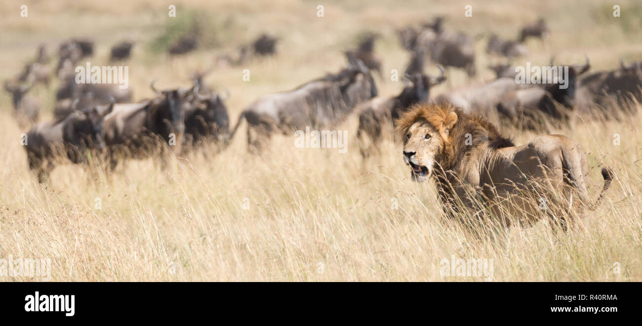 Lion watches as wildebeest pass behind him Stock Photo - Alamy