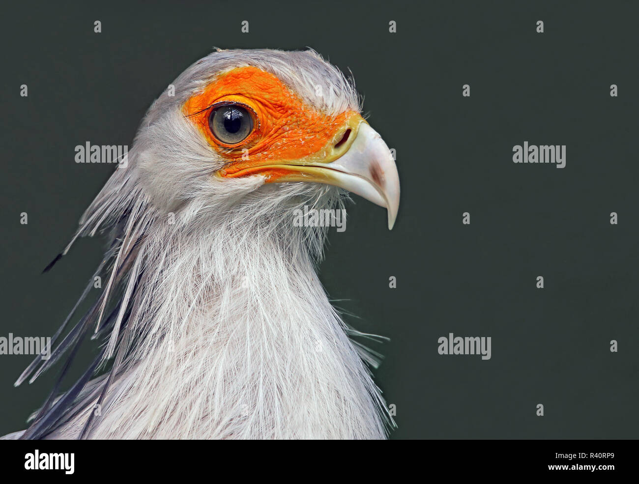 Serpentaire hi-res stock photography and images - Alamy