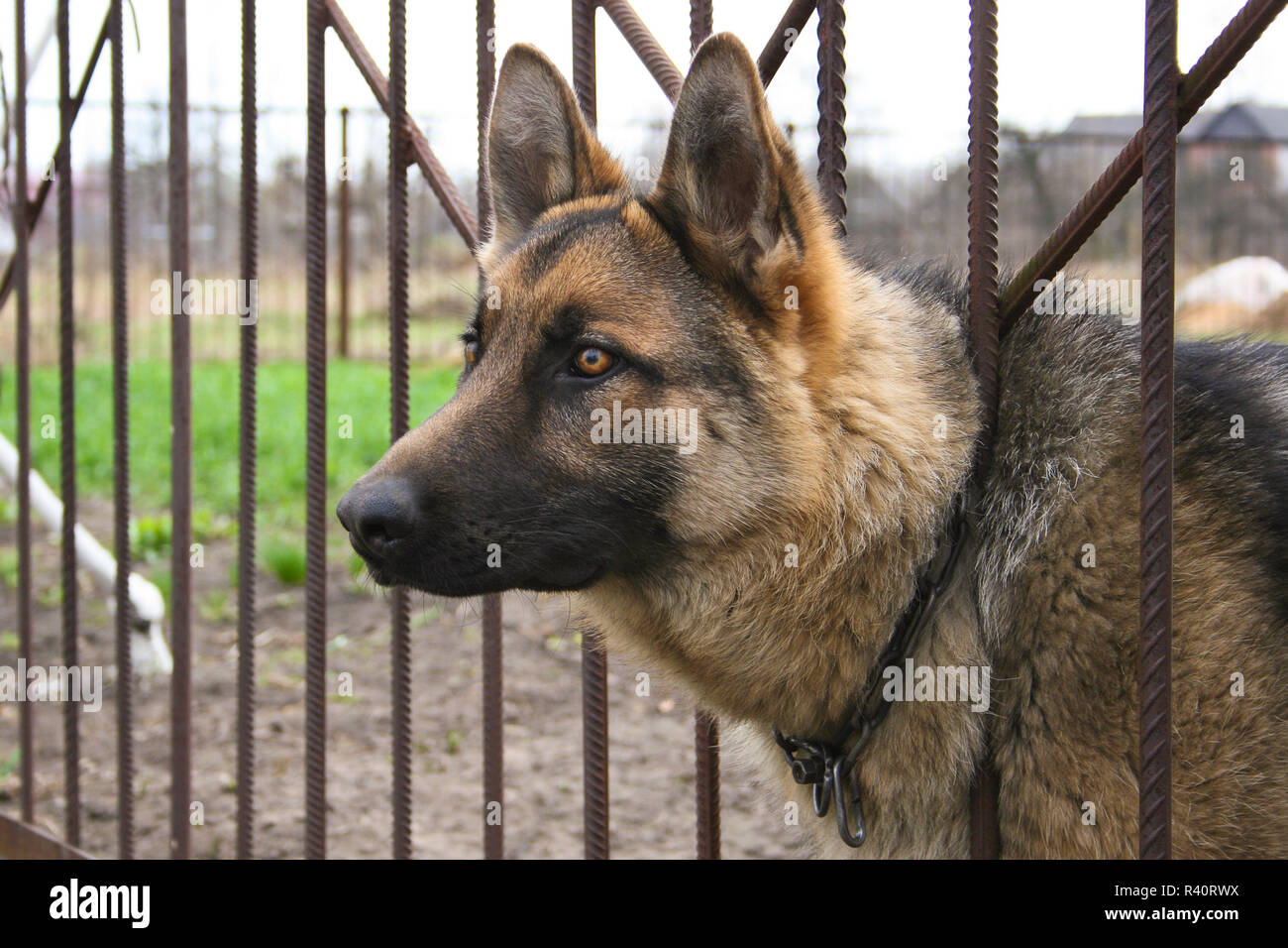Dog looking over fence hi-res stock photography and images - Alamy