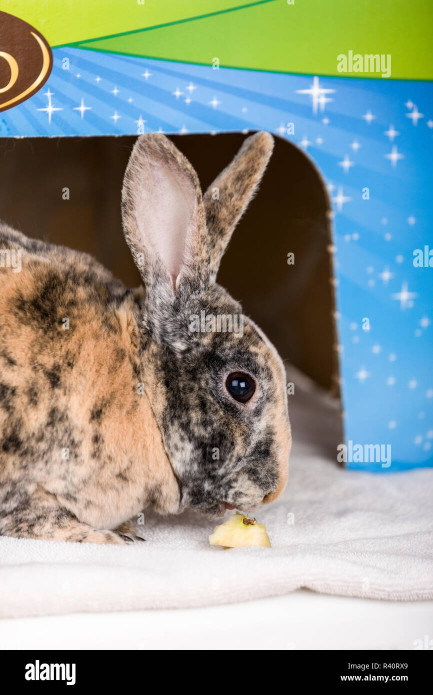 Harlequin Mini Rex pet rabbit eating a bite of apple. (PR Stock Photo ...