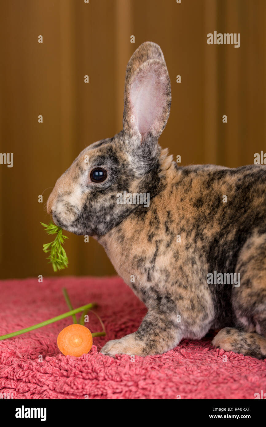 Harlequin Mini Rex pet rabbit eating a carrot top. (PR Stock Photo - Alamy