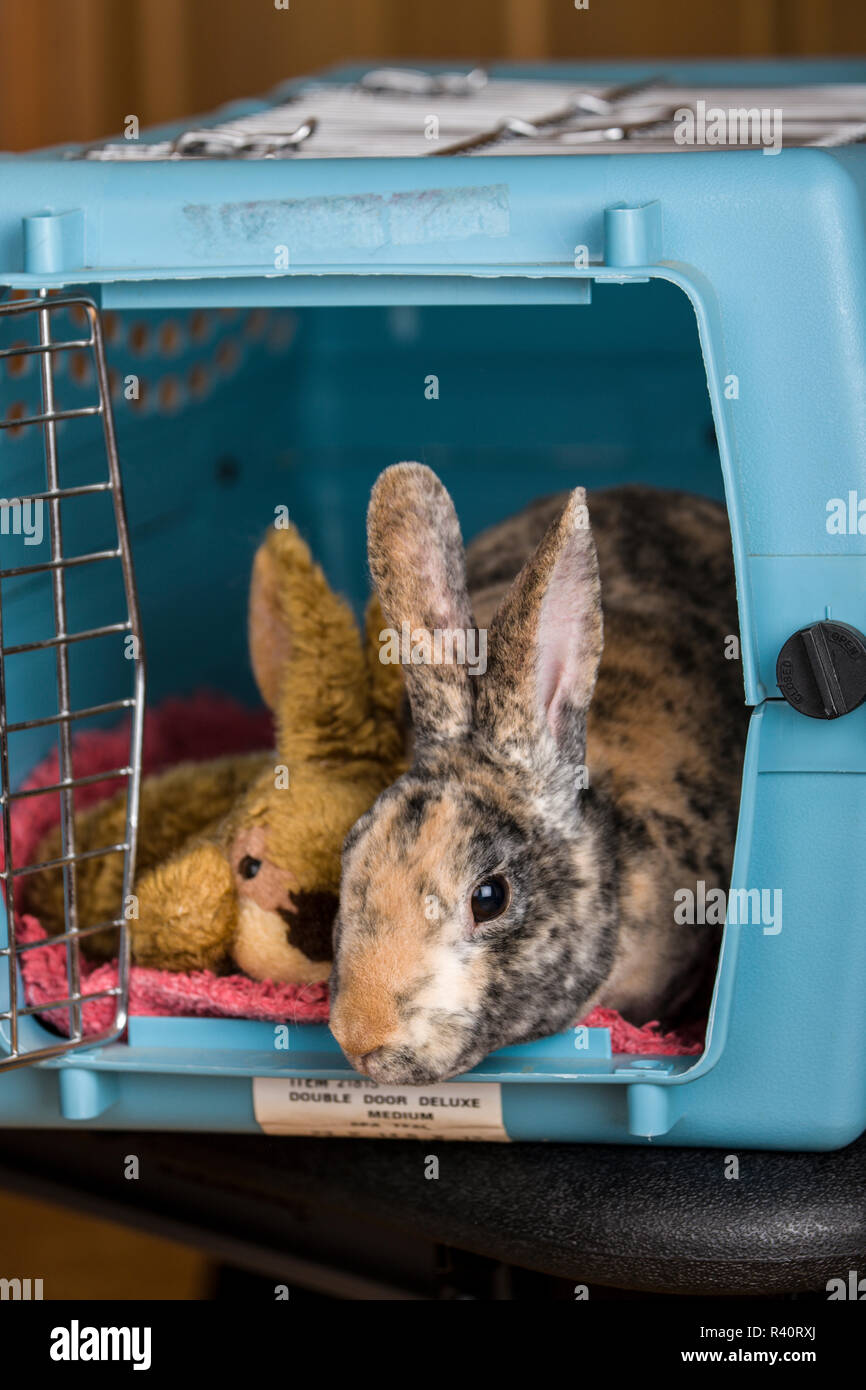 Rabbit carrier hi-res stock photography and images - Alamy