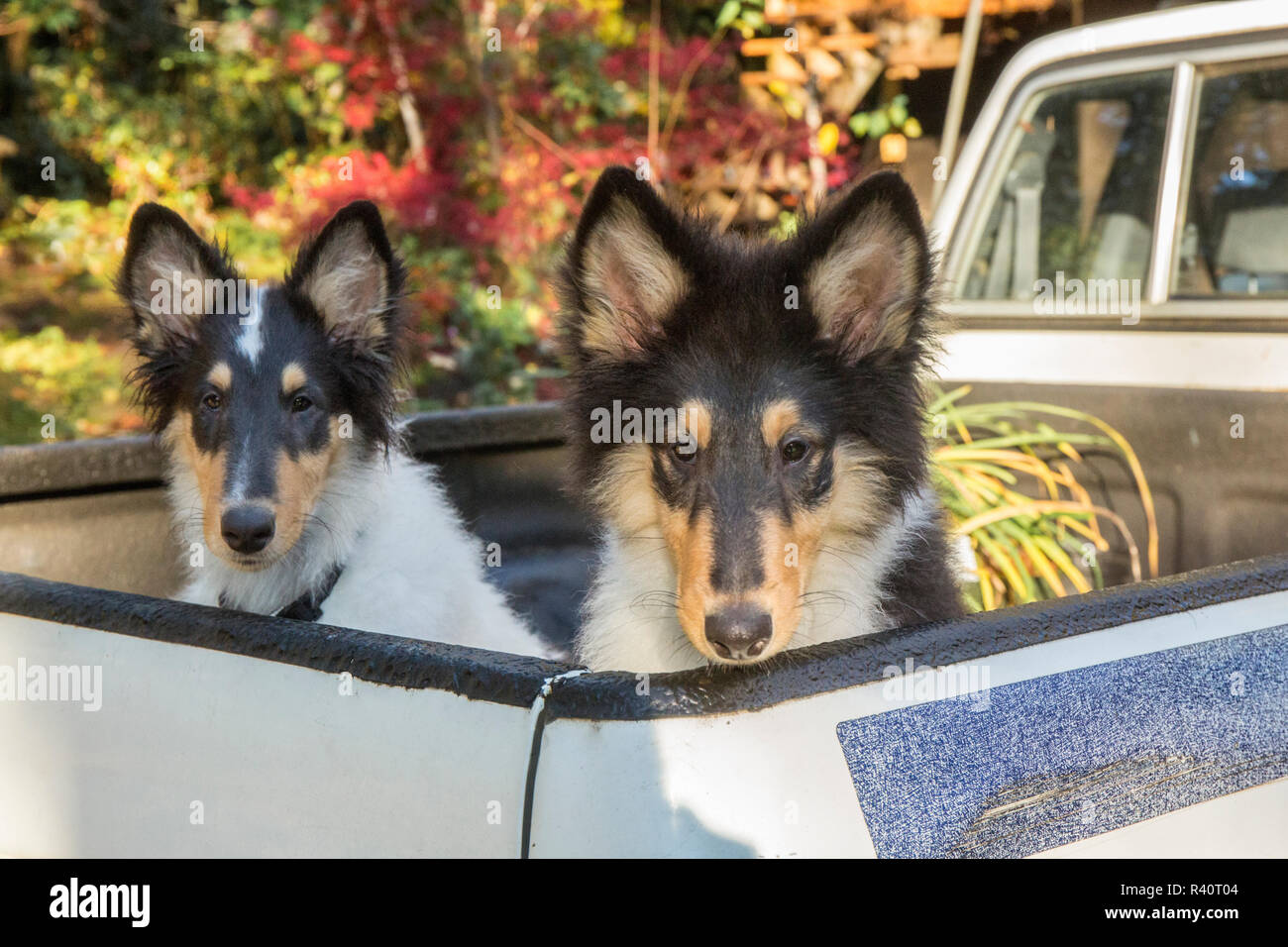 Rough collie puppies hi-res stock photography and images - Alamy