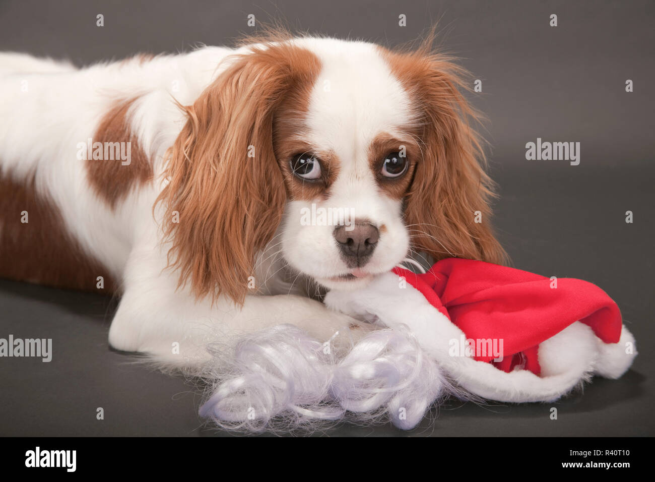 Cavalier king charles spaniel hi-res stock photography and images - Alamy