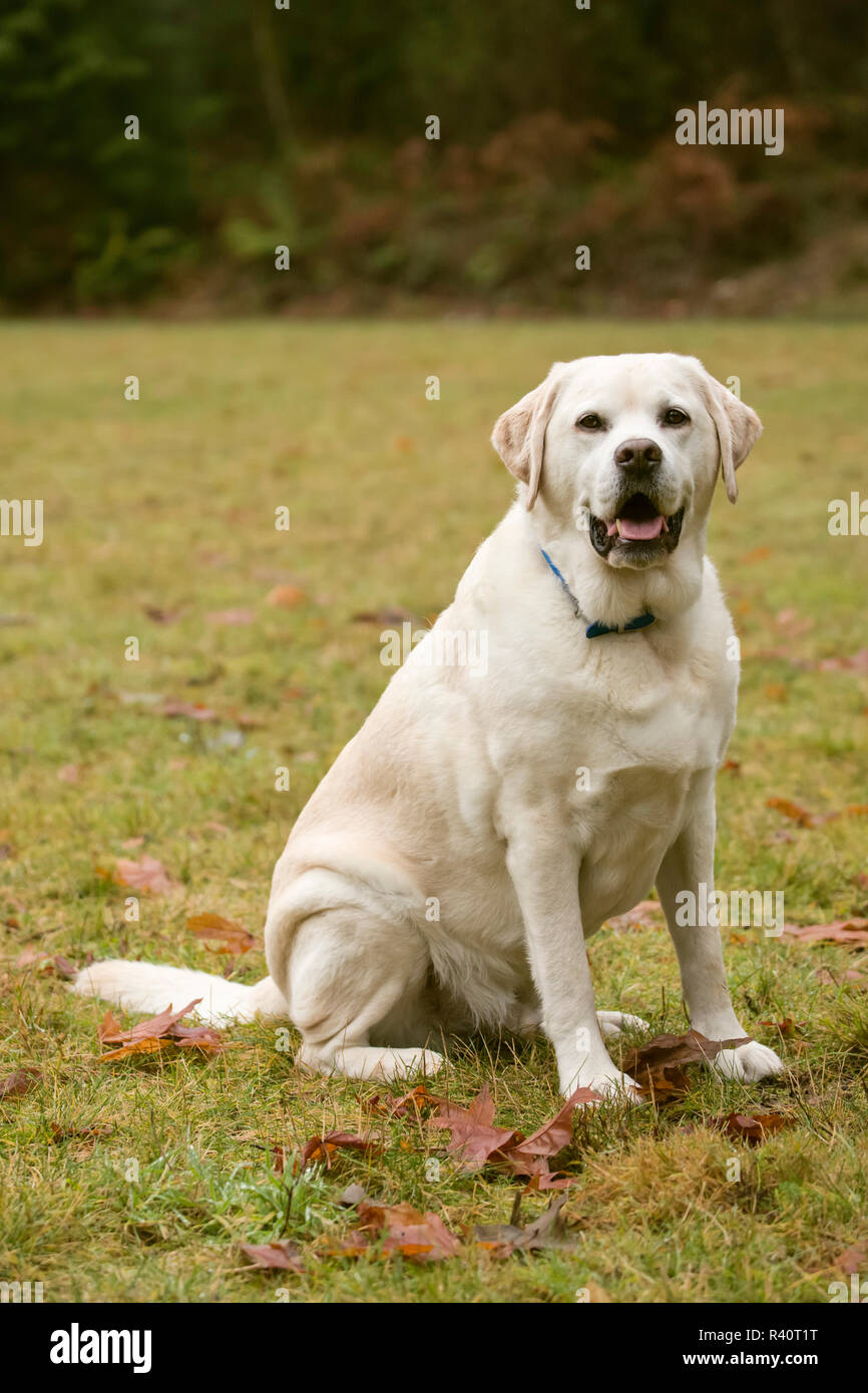 Why Are Some Yellow Labs White
