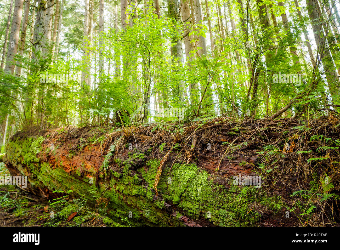 USA, Washington State, Issaquah. A fallen tree, called a nurse log ...