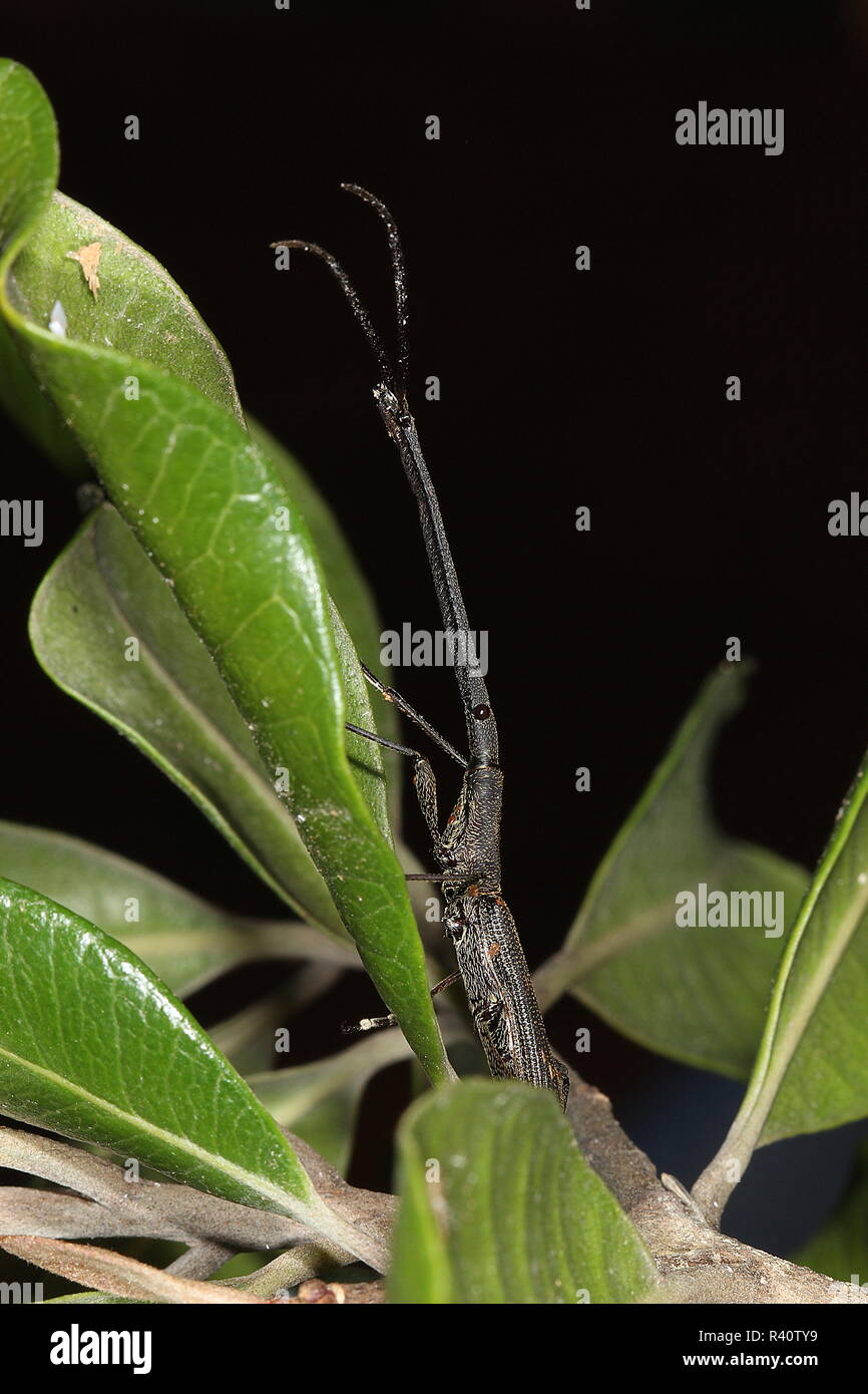 New Zealand giraffe weevil Stock Photo - Alamy