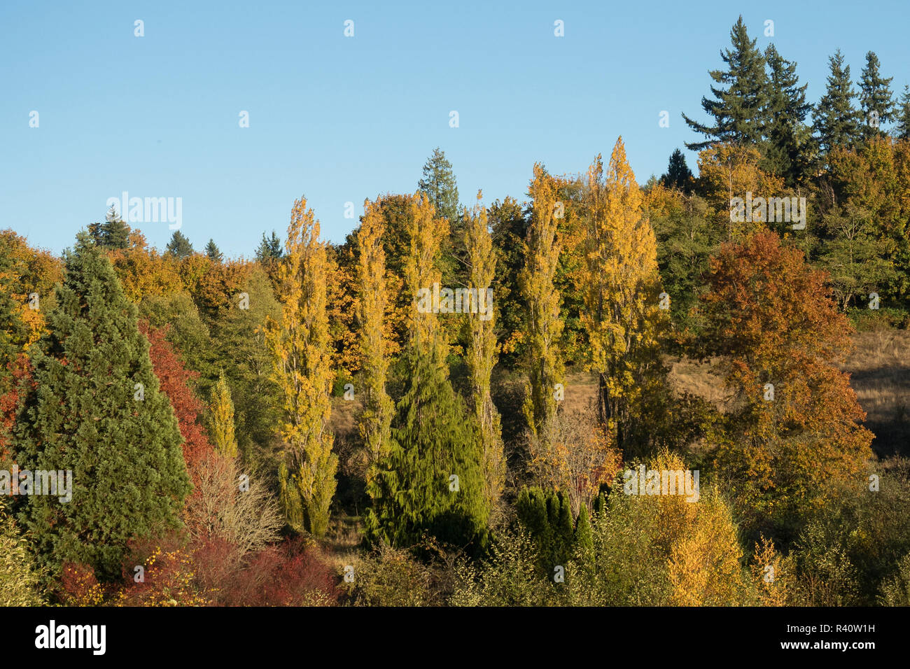 Lewis Creek Park Bellevue Hi Res Stock Photography And Images Alamy