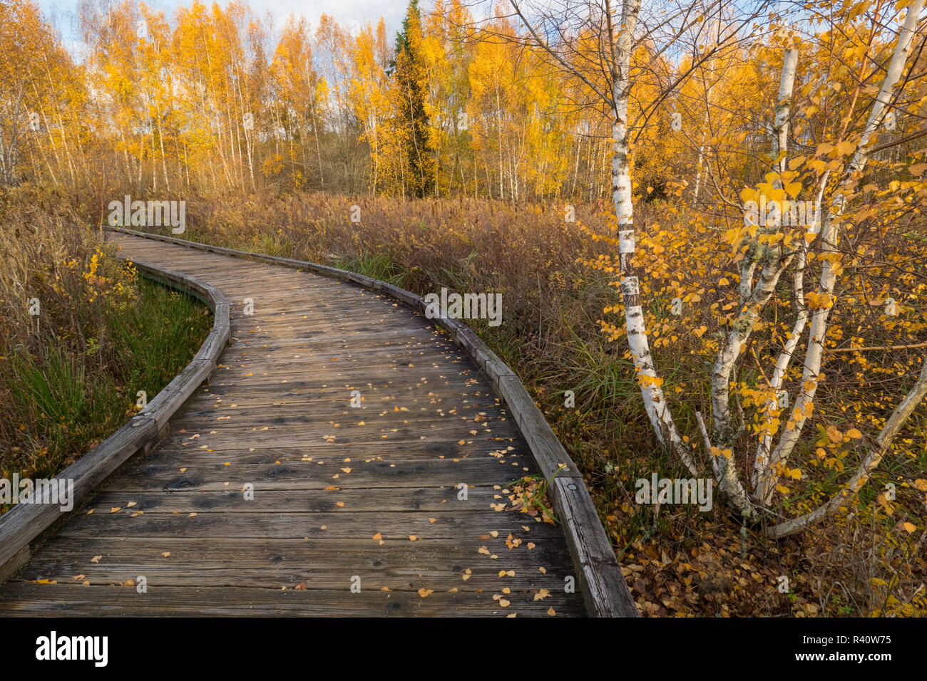 Mercer slough nature park boardwalk hi-res stock photography and images ...