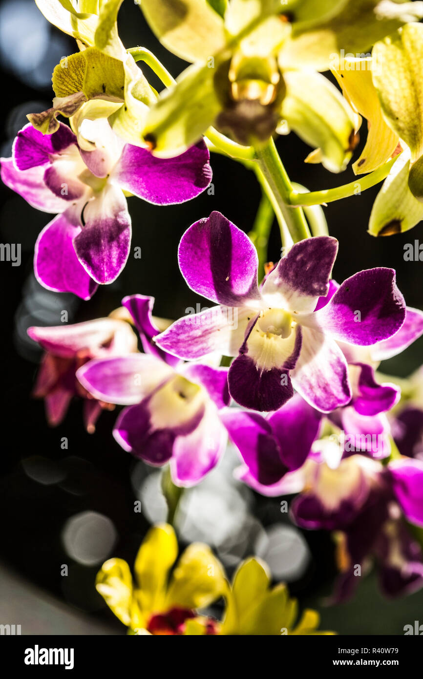 Washington. Multi-colored orchids reach for the sunlight Stock Photo ...