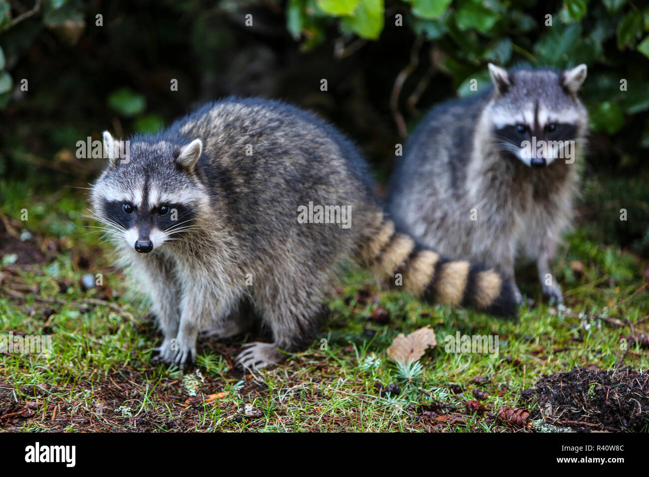 Tacoma north hi-res stock photography and images - Alamy