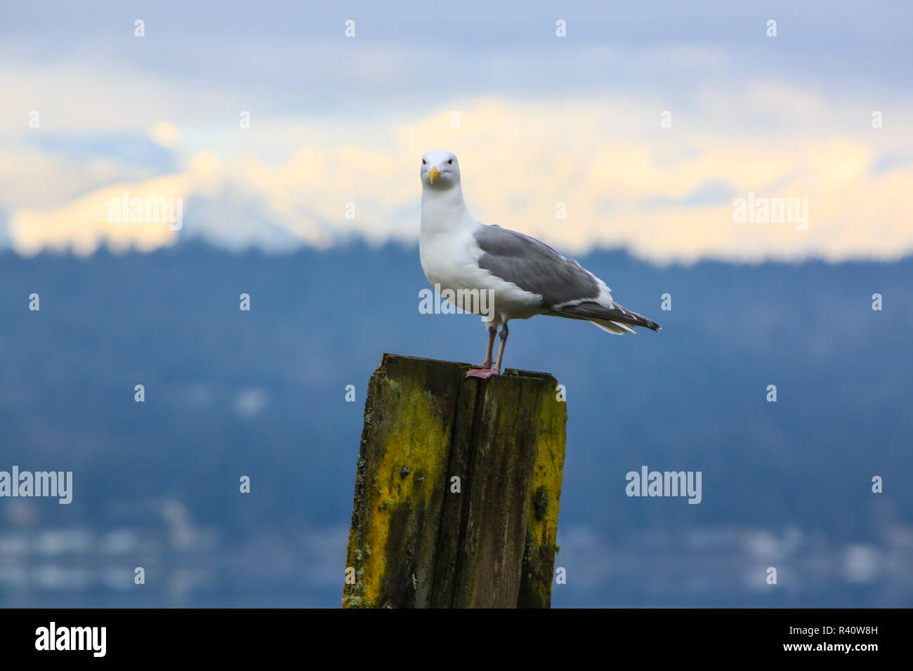 Washington seashore hi-res stock photography and images - Alamy