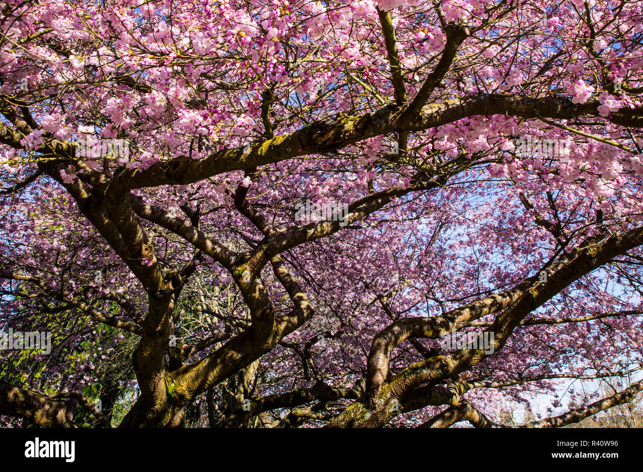 Bremerton, Washington State. Mature, pink, cherry blossom tree with ...