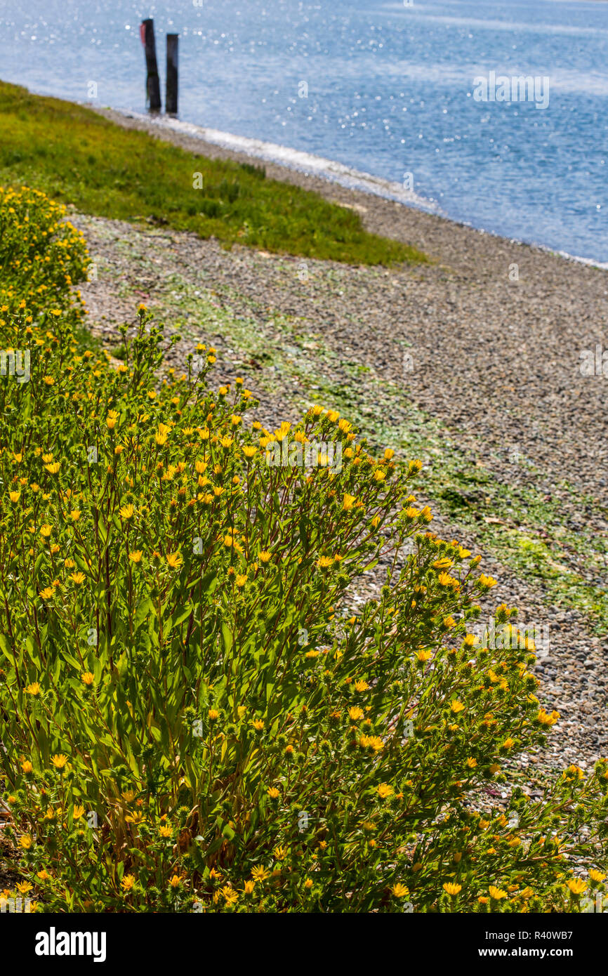Bremerton, Washington State. Dyes Inlet. Yellow wildflowers along the ...