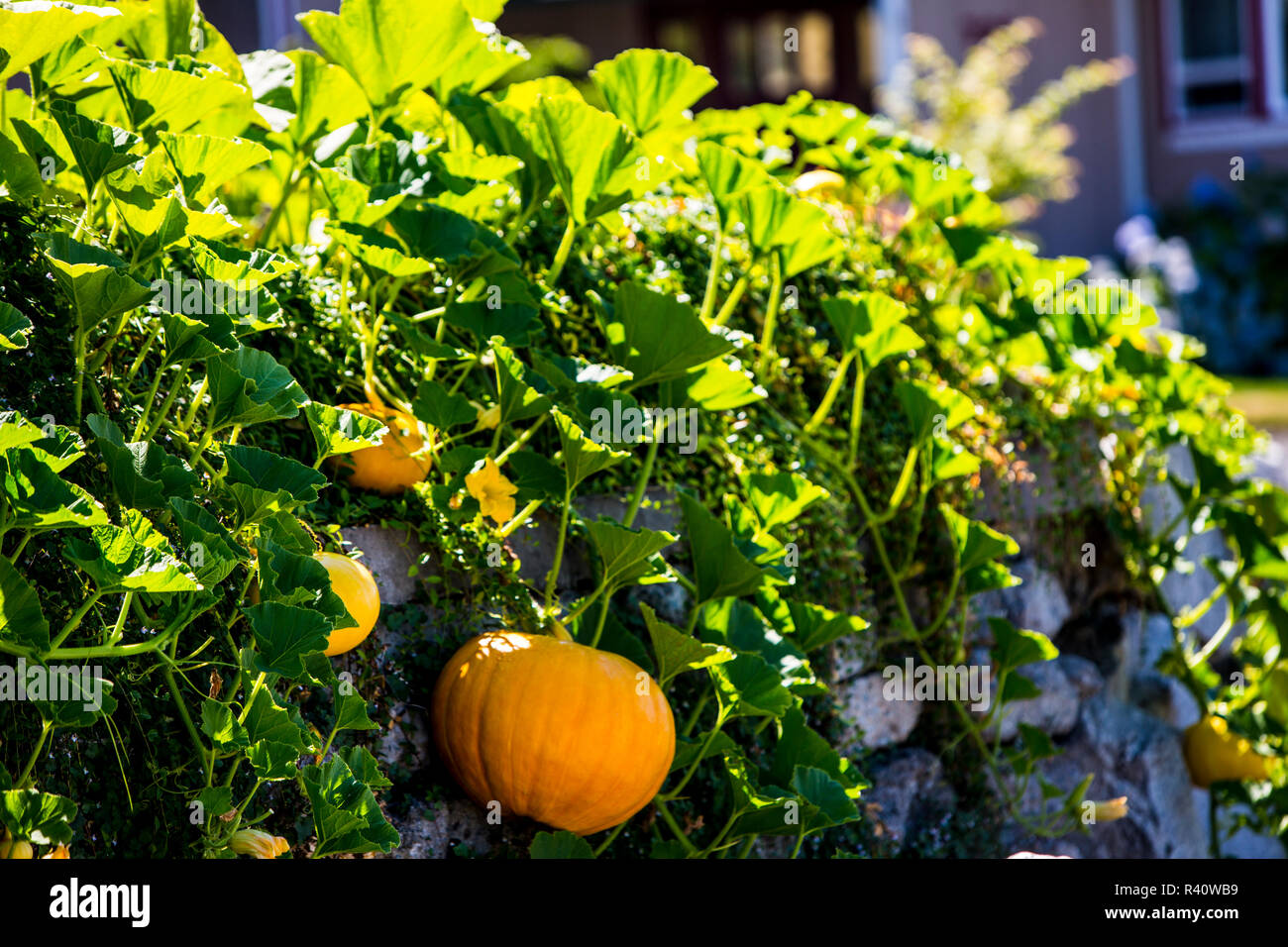 Pumpkins growing on a farm hi-res stock photography and images - Alamy