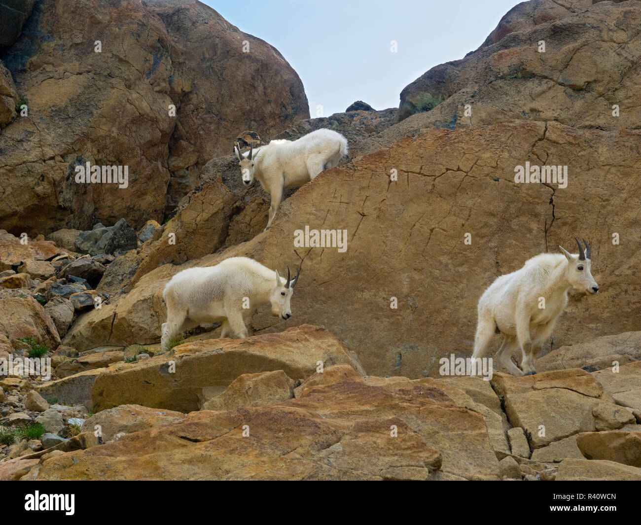 Washington State, Alpine Lakes Wilderness, Mountain goats Stock Photo ...