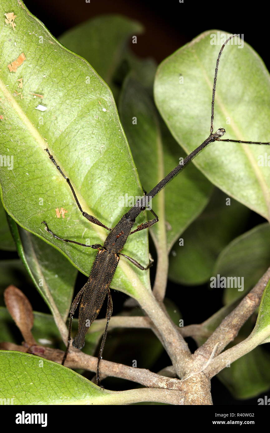 New Zealand giraffe weevil Stock Photo - Alamy