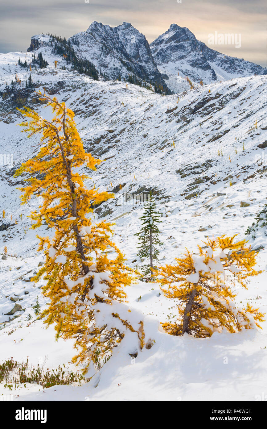Washington State, Wenatchee National Forest, golden Larch trees and ...