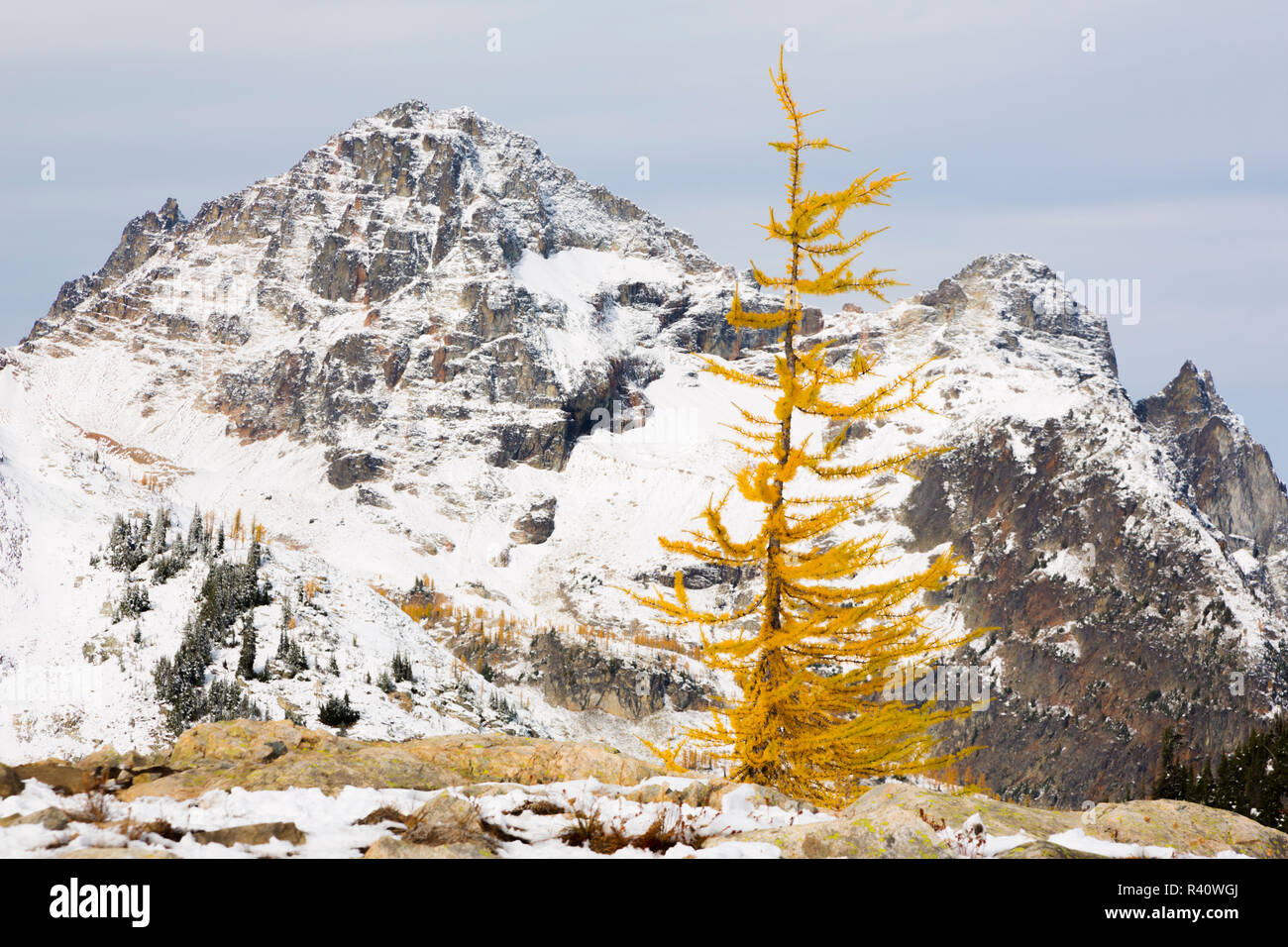 Washington State, Wenatchee National Forest, golden Larch trees and ...