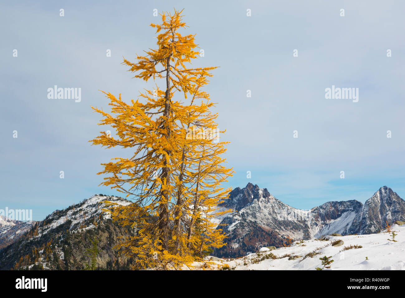 Washington State, Wenatchee National Forest, golden Larch trees and ...