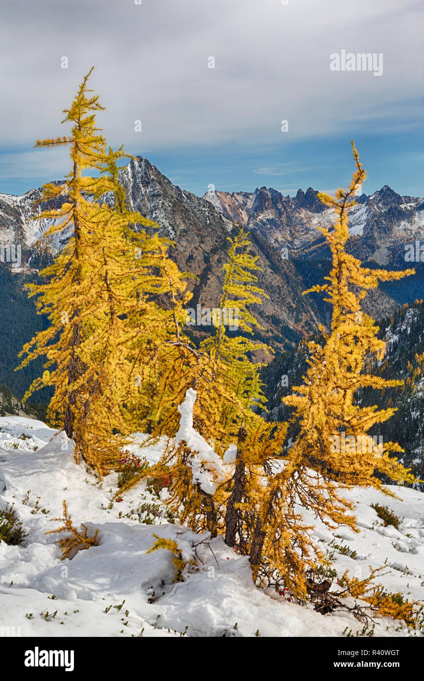 Washington State, Wenatchee National Forest, golden Larch trees and ...