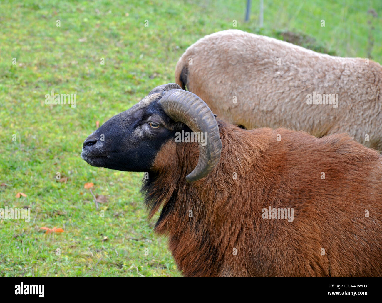Buck farmer hi-res stock photography and images - Alamy
