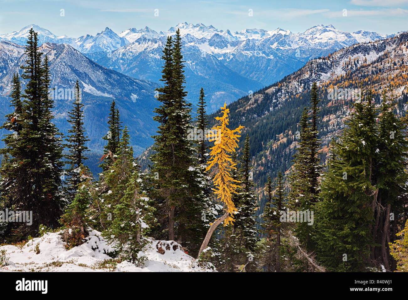 Washington State, Wenatchee National Forest, golden Larch tree and ...
