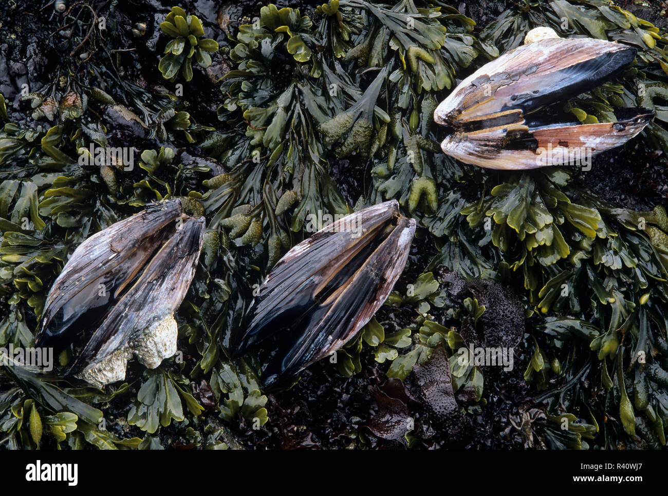 Washington State, Olympic National Park, Second Beach, California ...