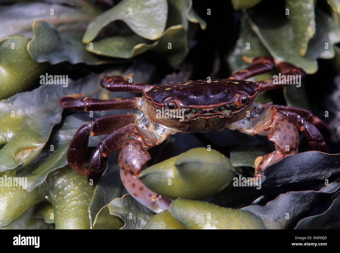Second crab hi-res stock photography and images - Alamy
