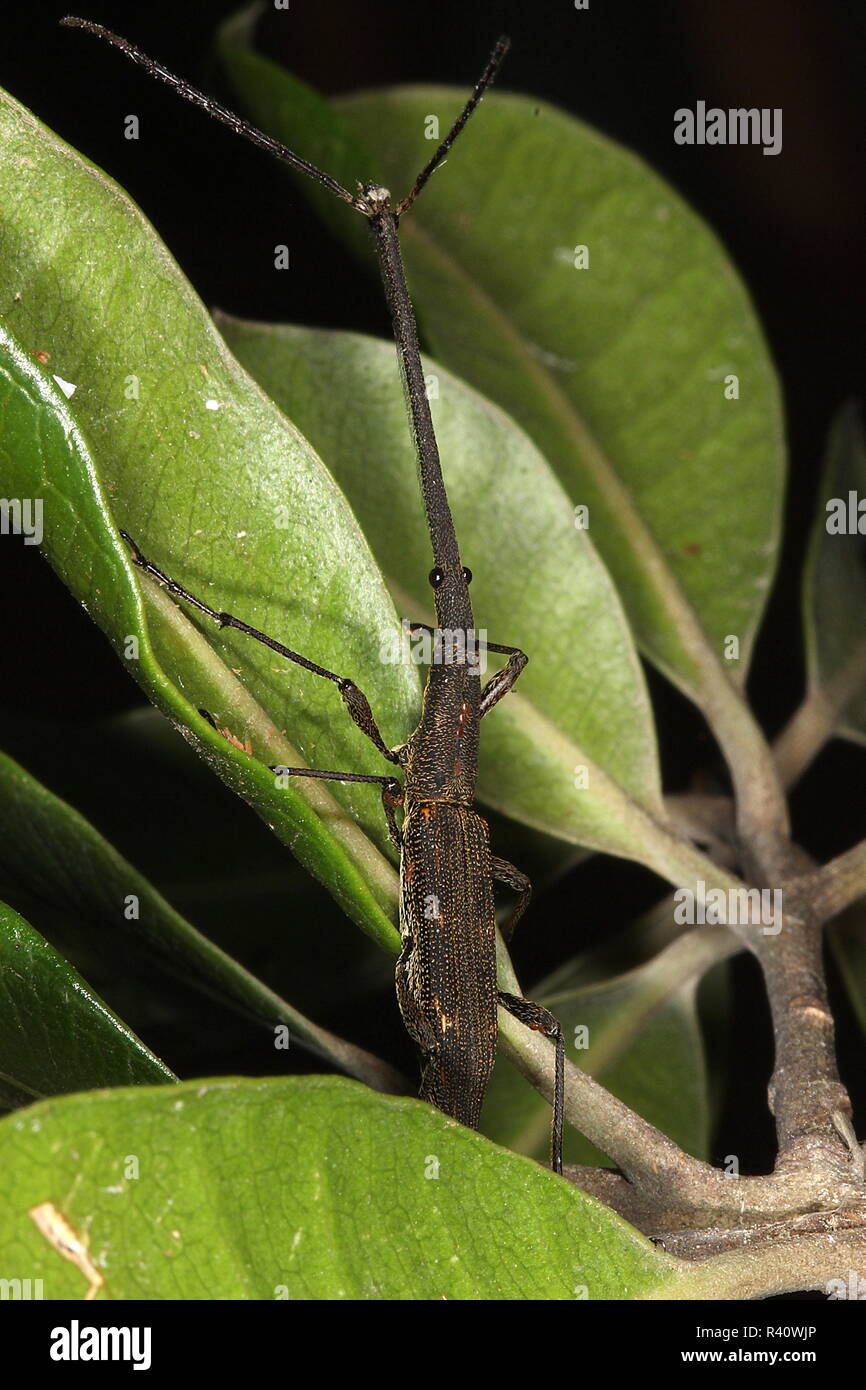 New Zealand giraffe weevil Stock Photo - Alamy
