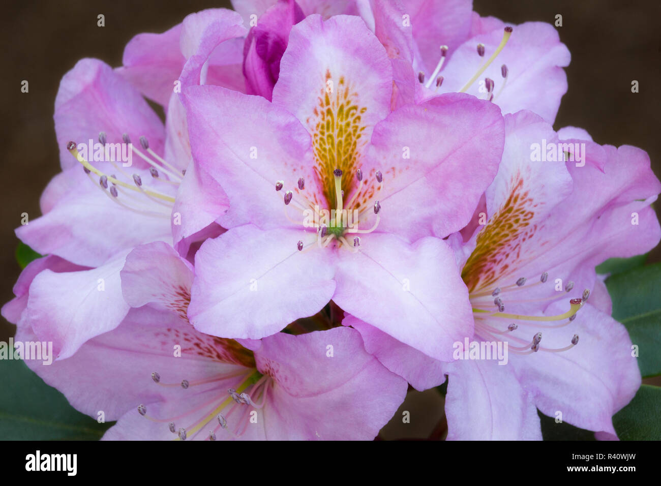 We Are Rhody High Resolution Stock Photography and Images - Alamy