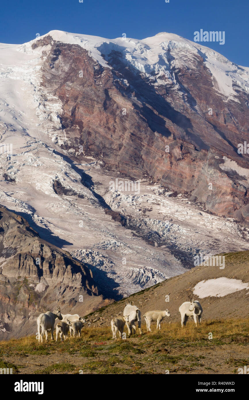 Mountain Goats on Burrows Mountain in front of Mount Rainier Stock ...