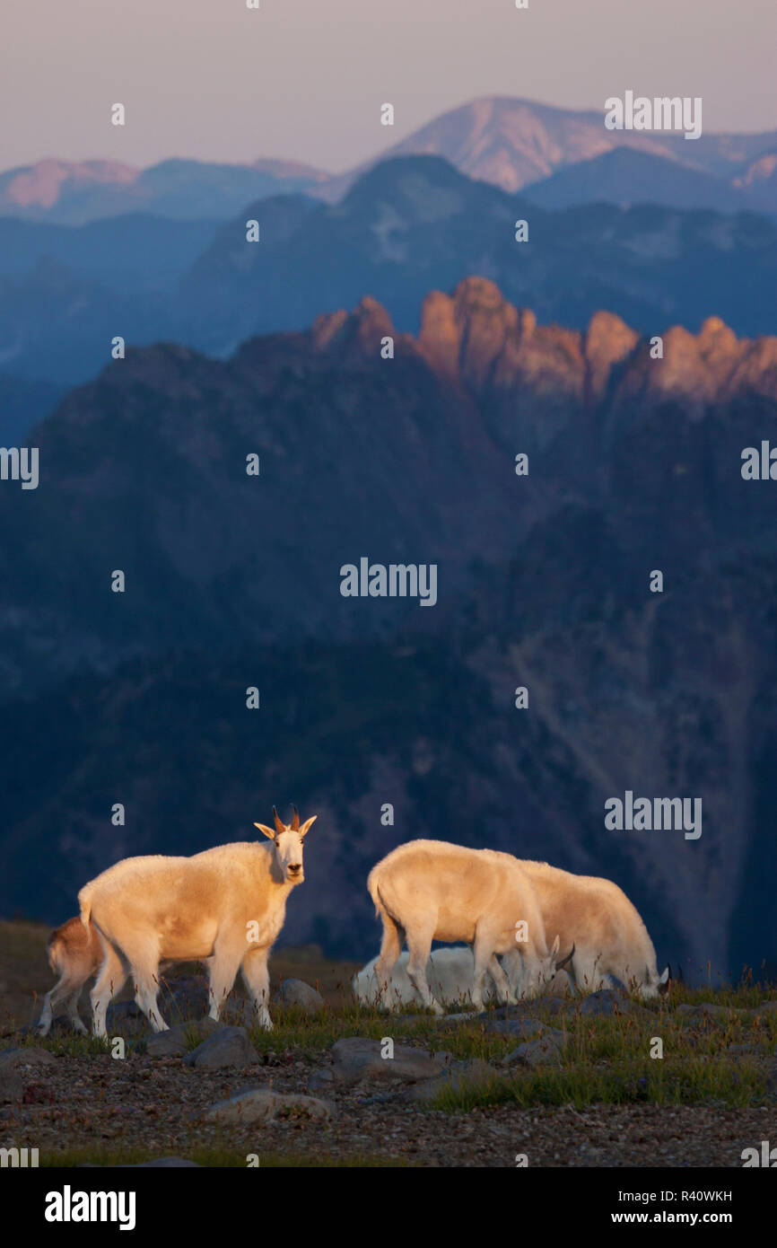 Washington State Mountain Goat Oreamnos High Resolution Stock ...