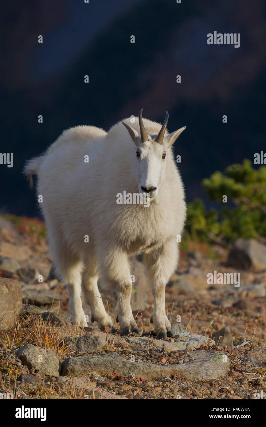 Washington state mountain goat oreamnos hi-res stock photography and ...