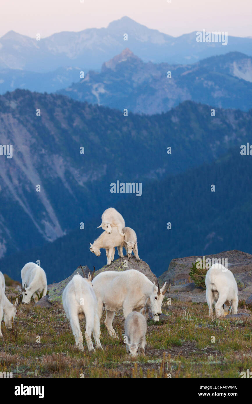 Mountain goats washington hi-res stock photography and images - Alamy