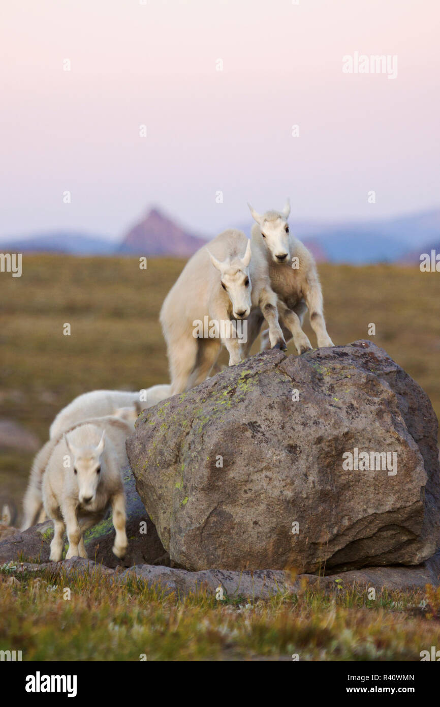 Mountain goats washington hi-res stock photography and images - Alamy