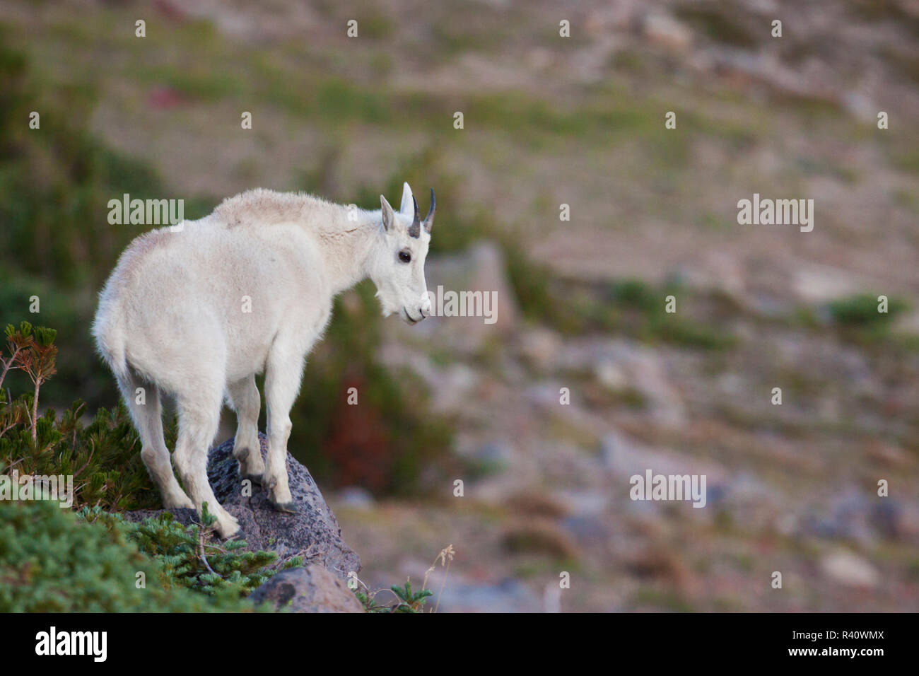 Washington State Mountain Goat Oreamnos High Resolution Stock ...