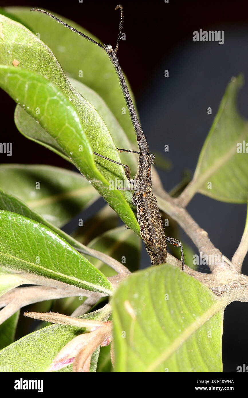 New Zealand giraffe weevil Stock Photo - Alamy
