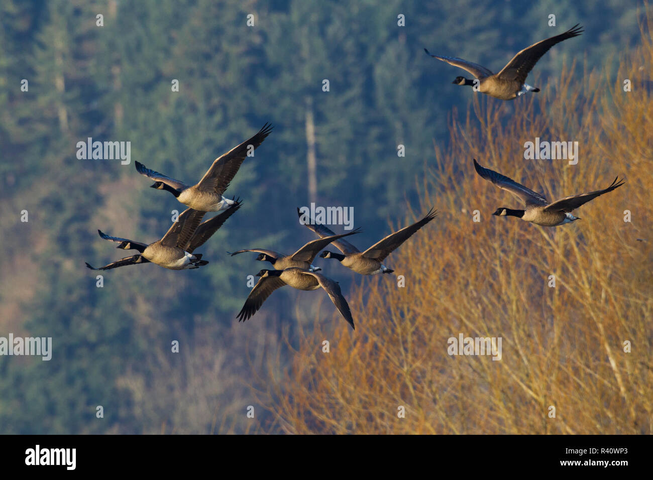 Greater Canada Geese, wetland stop Stock Photo - Alamy