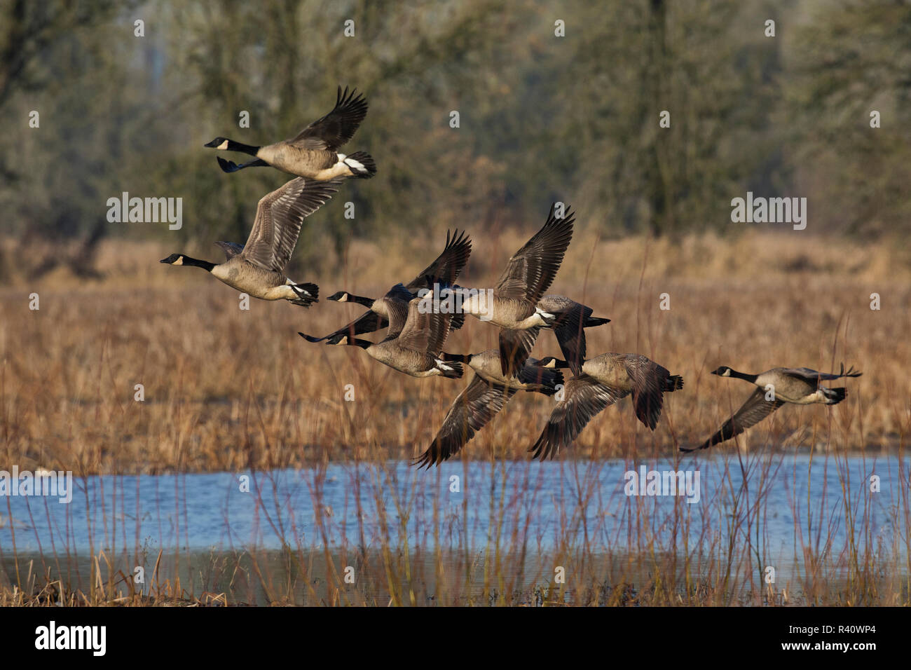 Greater Canada Geese, flock flying Stock Photo - Alamy