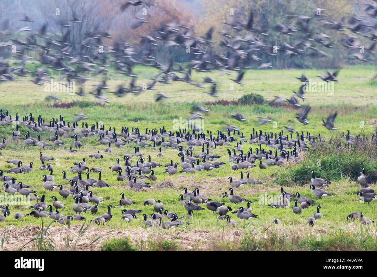 Lesser and Cackling Canada Geese Stock Photo - Alamy Lesser and Cackling Canada Geese Stock Photo - Alamy