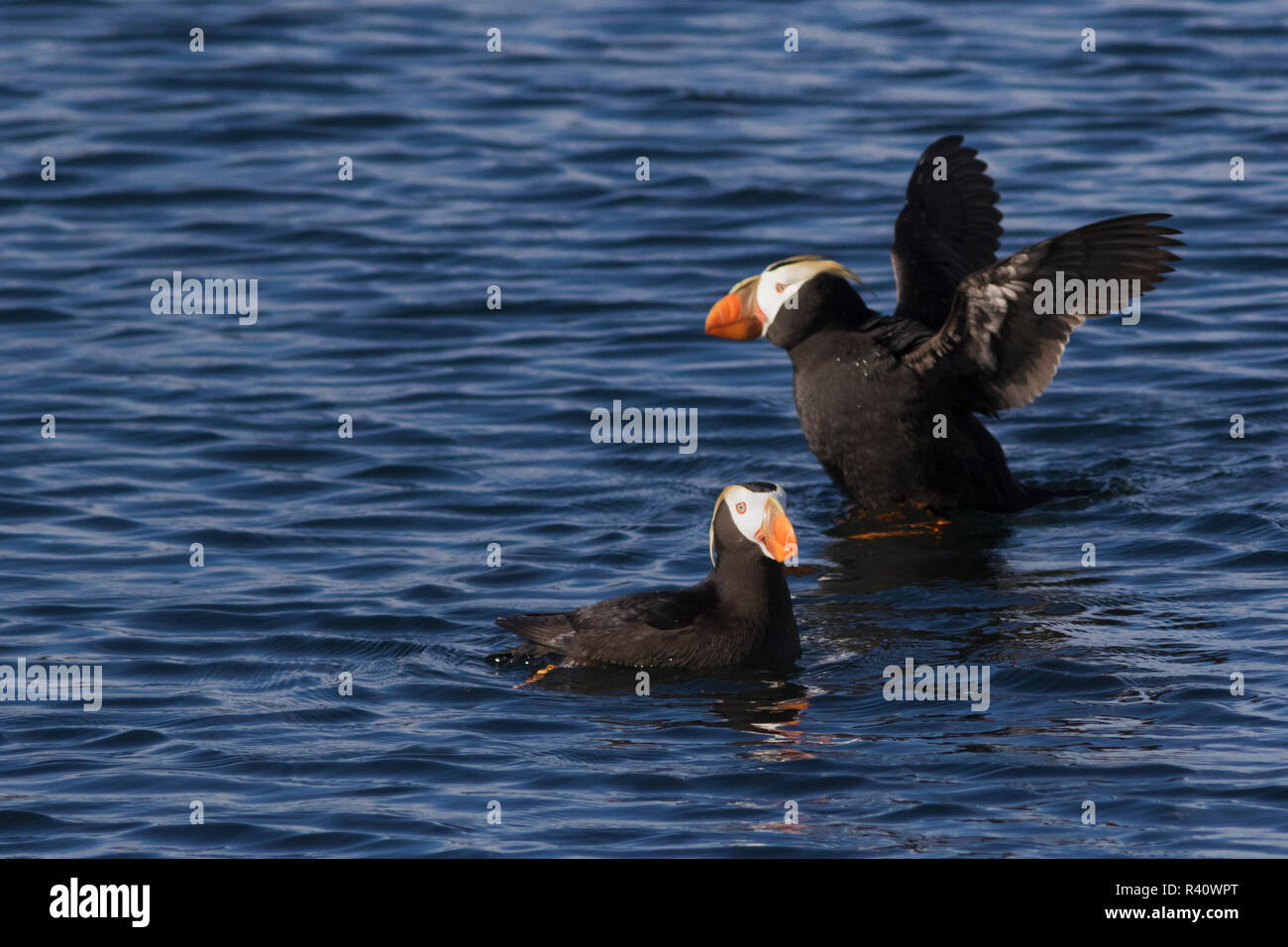Tufted puffin pair Stock Photo - Alamy