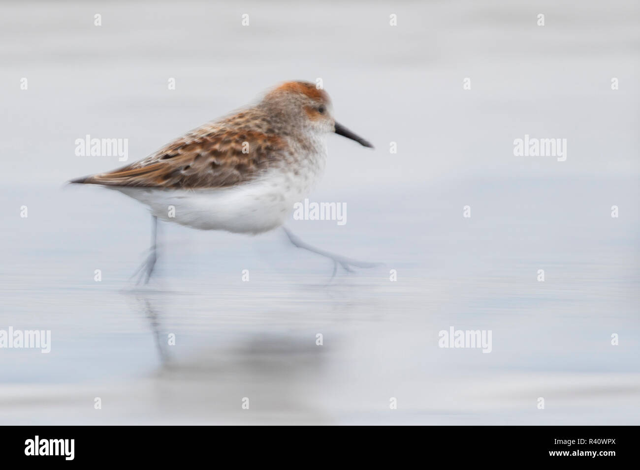 Western sandpiper on the run Stock Photo - Alamy