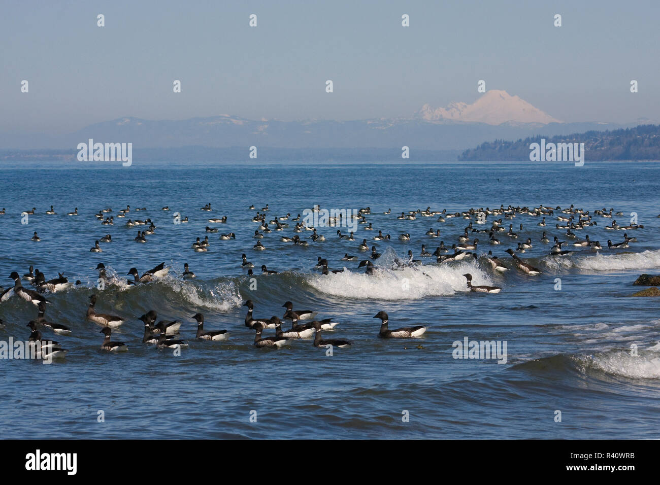 Brant geese, Salish Sea, migration stop Stock Photo - Alamy