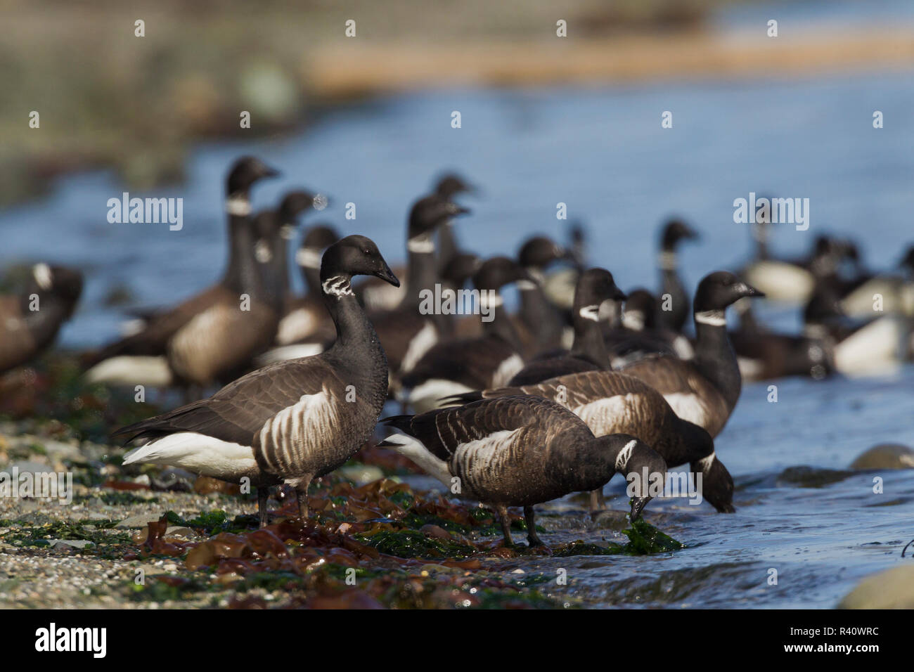 Brant geese foraging during migration stop in the Salish Sea Stock ...